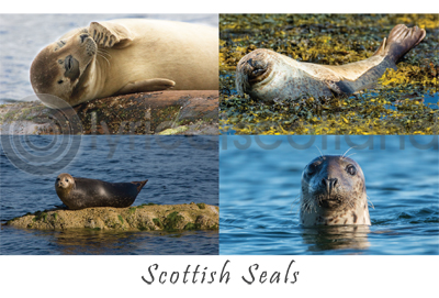 Scottish Seals Composite Postcard (H A6 LY) - Lyrical Scotland