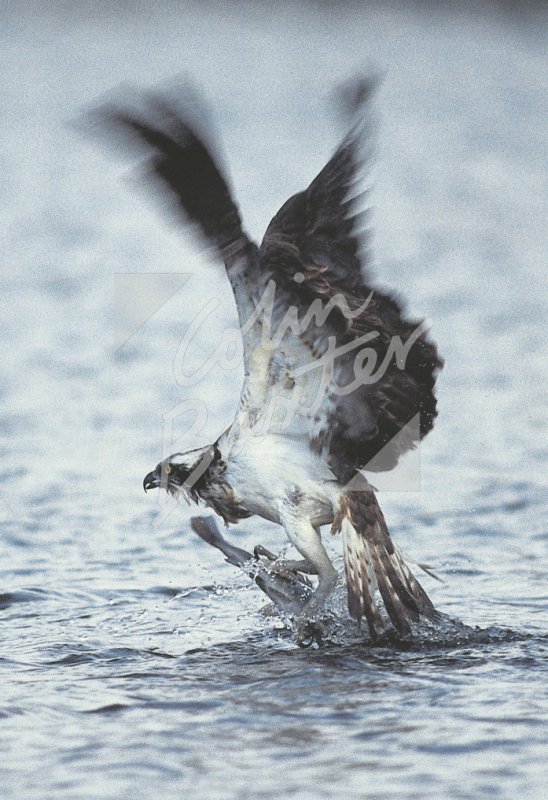 Osprey Postcard (V Std CB) - Colin Baxter Photography