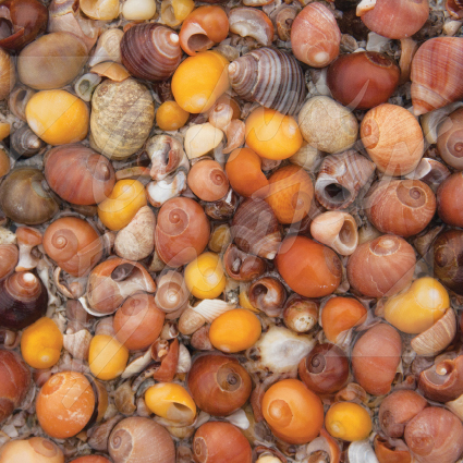 Periwinkle Seashells Greetings Card (CB) - Colin Baxter Photography