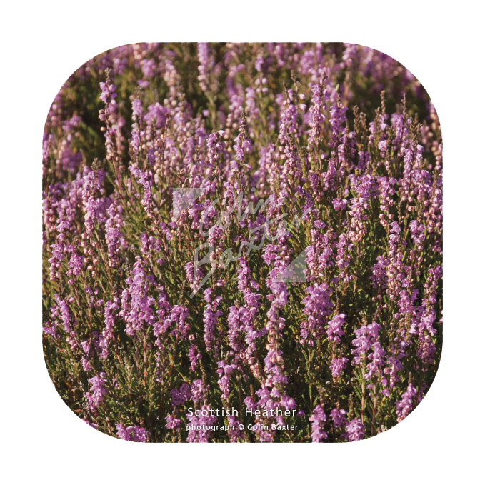 Scottish Heather Coaster - Colin Baxter Photography