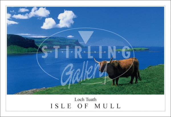 Highland Cow, Loch Tuath, Isle of Mull Postcard (H SG) - Stirling Gallery