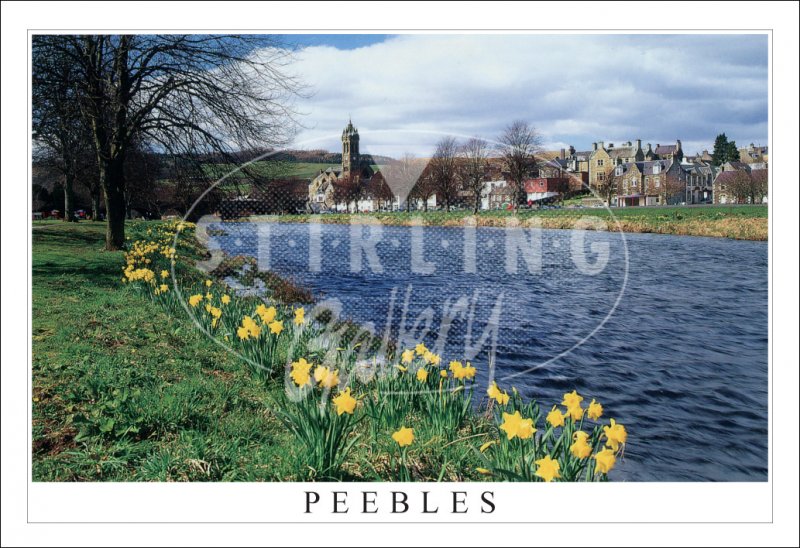 Peebles, Spring Daffodils on River Tweed Postcard (H SG) - Stirling Gallery