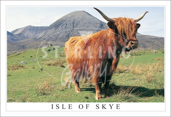 Highland Cow, Red Cuillins, Isle of Skye Postcard (H SG) - Stirling Gallery