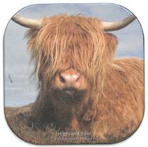 Highland Cow Coaster - Colin Baxter Photography